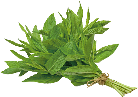 Startseite - Serpamarkt